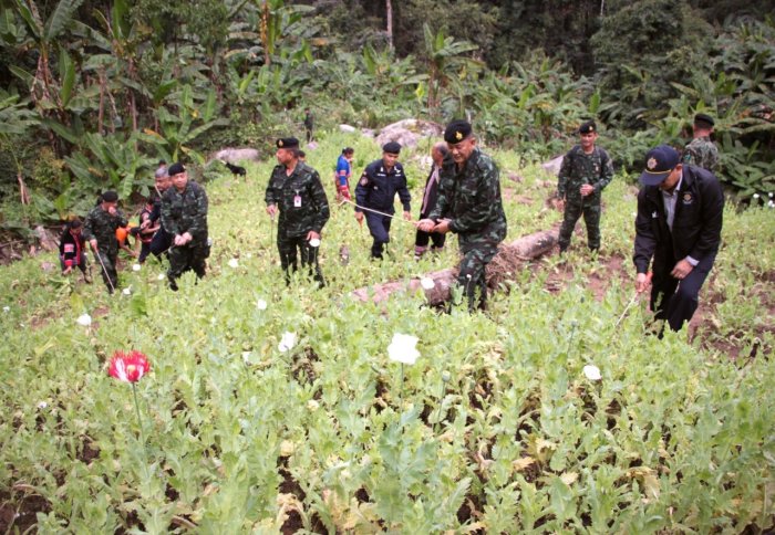 Opium-Anbau um 40 Prozent zurückgegangen, Thailand