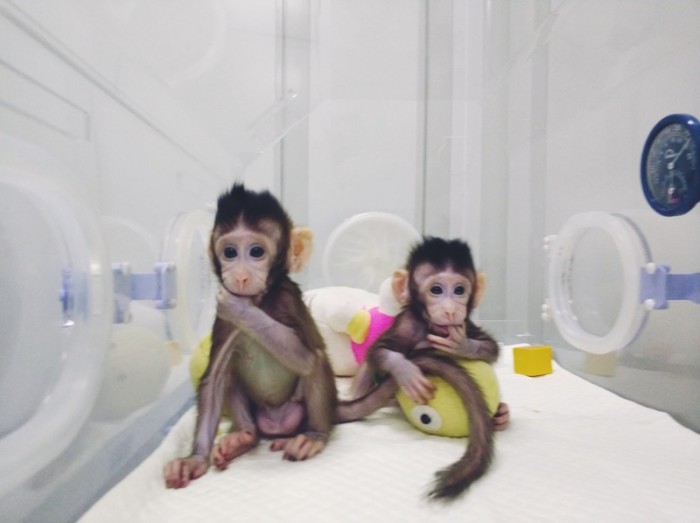 Sorge nach Klonerfolg mit Affen, China