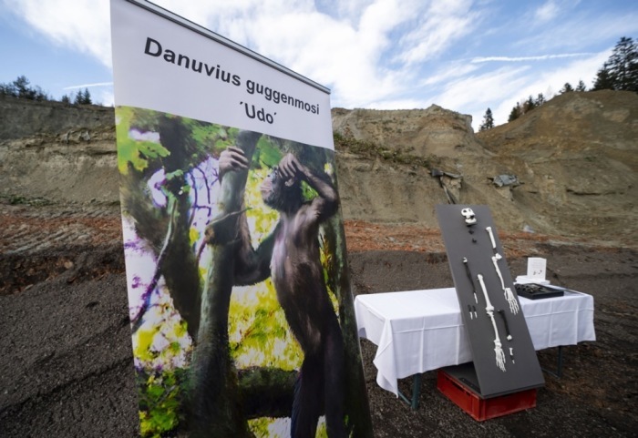 Ur-Panda in Tongrube im Allgäu entdeckt