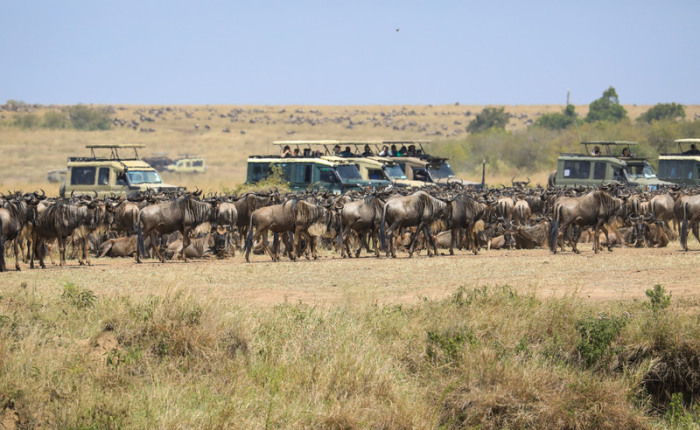 Die spektakuläre Wanderung der Gnus