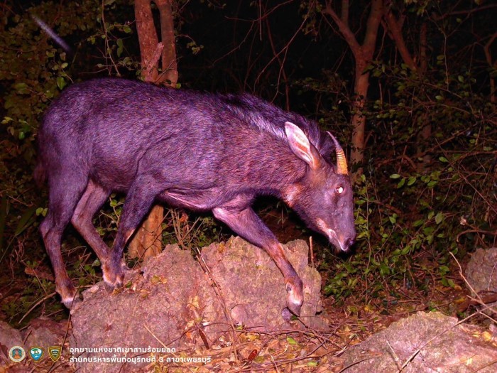 Rückkehr der „Serau-Antilope“, Thailand, Prachuap Khiri Khan