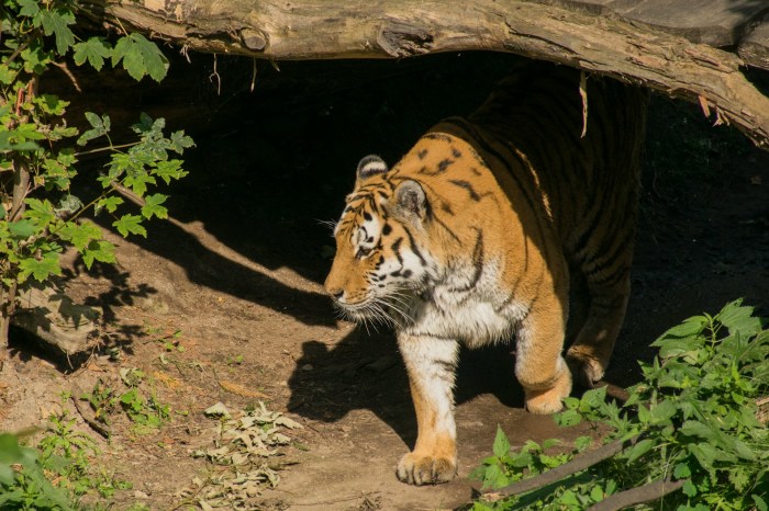 Zoo Leipzig schläfert drei Tigerbabys ein